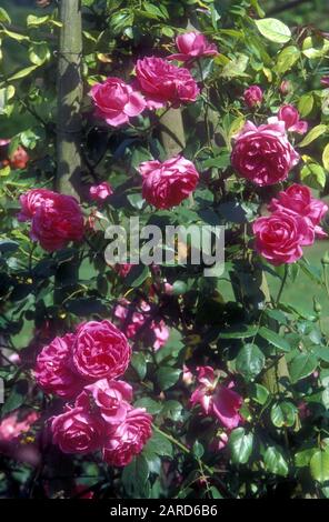 Climbing rose (Rosa Parade Stock Photo - Alamy