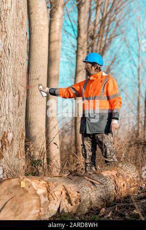 Forestry technician marking tree trunk for cutting in deforestation ...