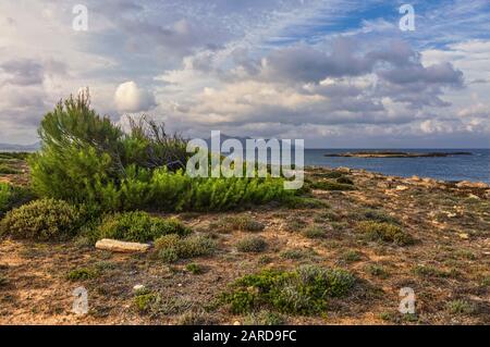Seacoast near Can Picafort beach in sunset, Mallorca, Balearic islands ...