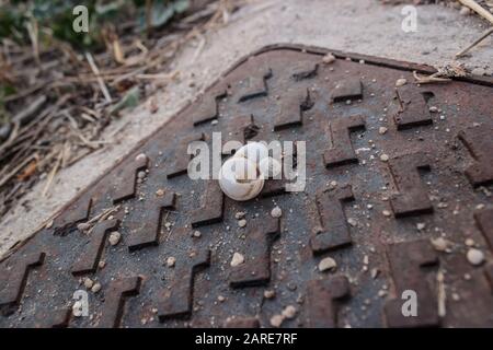 A high angle shot of a black ground beetle Stock Photo - Alamy