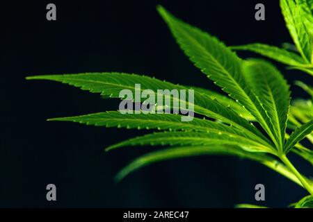 Low angle shot of green marijuana plants on a field Stock Photo - Alamy