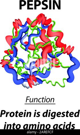 Molecular structural chemical formula of amylase. The functions of the ...