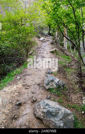 hiking path in golab darreh with beautiful old and young trees with ...