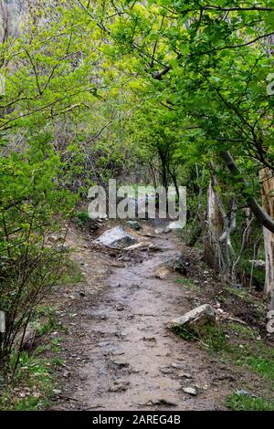 hiking path in golab darreh with beautiful old and young trees with ...