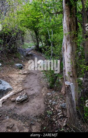 hiking path in golab darreh with beautiful old and young trees with ...