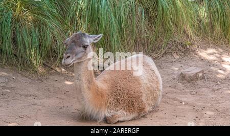 Argentinian Guanaco, a camelid native to South America, closely related ...