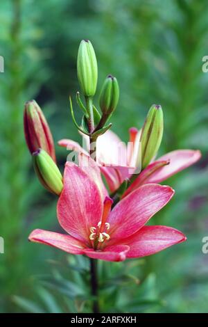 Pink lily flower in the garden Stock Photo - Alamy