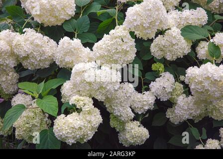 Blooming Green Hydrangea Flower Cluster, Natural Botanical Background ...