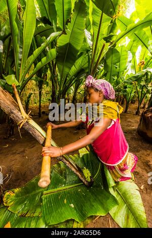 Making of false banana bread-kocho - from the enset plant in a village ...