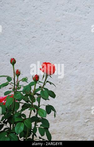 White roses in the stone wall with a tap for watering on the Montjuic ...