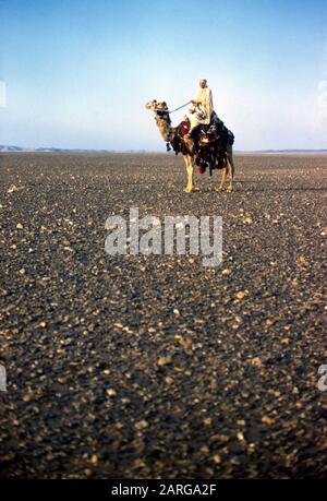 LAWRENCE OF ARABIA 1962 Columbia Pictures film with Peter O'Toole Stock ...