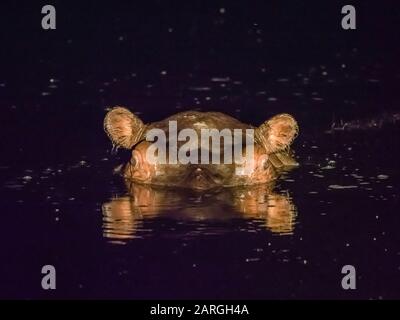 HIPPOPOTAMUS at night Hippopotamus amphibius Africa Stock Photo - Alamy