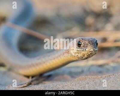 Olive sand snake (Psammophis mossambicus Stock Photo - Alamy