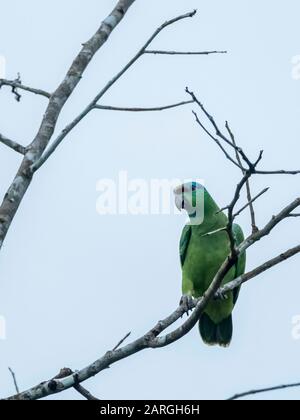 Parrot in Amazon river, Peru in South America Stock Photo - Alamy