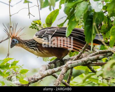 Hoatzin, Amazon Rainforest Stock Photo - Alamy