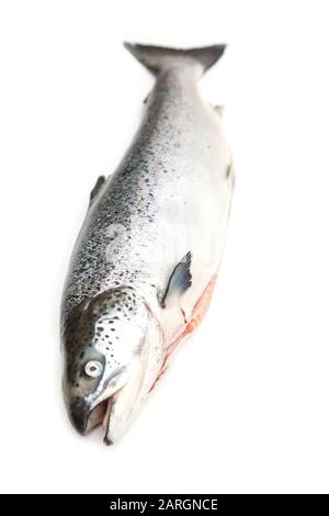 Whole salmon fish isolated on a white studio background Stock Photo - Alamy