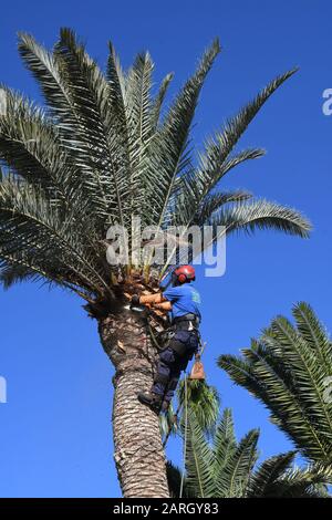 Tree surgeon trimming a palm tree in Paphos Cyprus Stock Photo - Alamy