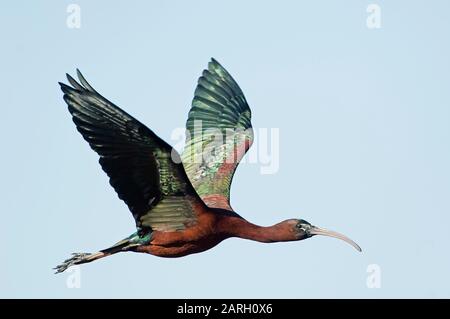 Glossy ibis in flight revealing iridescent wing color Stock Photo - Alamy