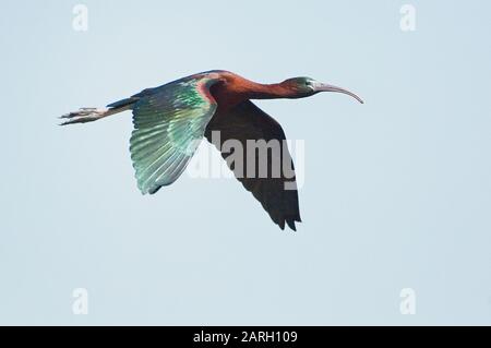 Glossy ibis in flight revealing iridescent wing color Stock Photo - Alamy