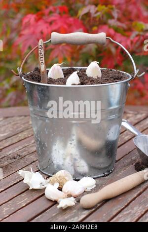 Sowing Allium sativum var. ophioscorodon 'Lautrec Wight'. Garlic cloves ...