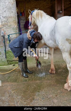 A young woman washing her horses' hooves with a hosepipe, to wash out ...