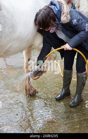 A young woman washing her horses' hooves with a hosepipe, to wash out ...