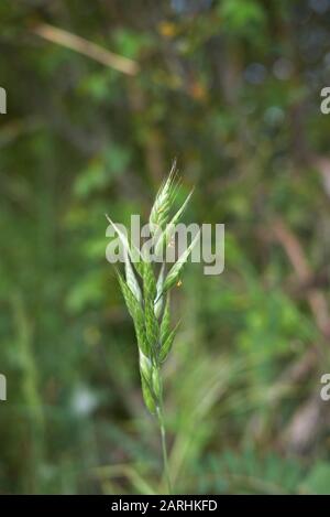 Soft brome Bromus hordeaceus flower spikes Stock Photo - Alamy