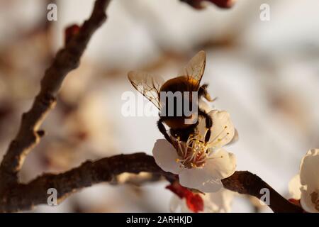 Early Bumblebee - Bombus pratorum Stock Photo - Alamy