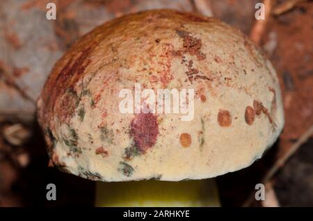 Boletus Mushroom - Boletus sp Stock Photo - Alamy