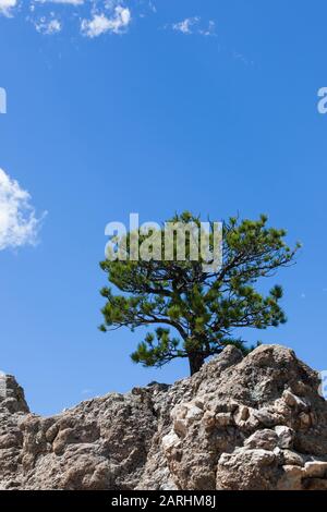 tree grows out of a rock Stock Photo - Alamy