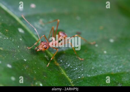 Green Tree Ant (Oecophylla smaragdina) making chains of their own ...