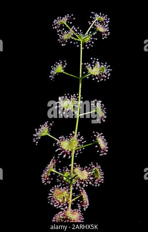 Drosera porrecta,carnivorous plant, Western Australia Stock Photo - Alamy