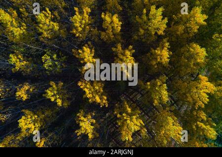 Poplar plantation with fall colors, Bobadilla, La Rioja, Spain, Europe ...