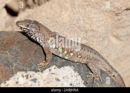 The Atlantic lizard (Gallotia atlantica) is a species of lizards in the ...