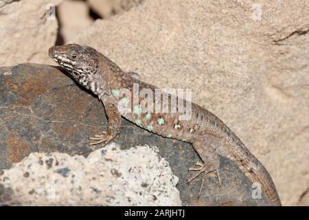 The Atlantic lizard (Gallotia atlantica) is a species of lizards in the ...