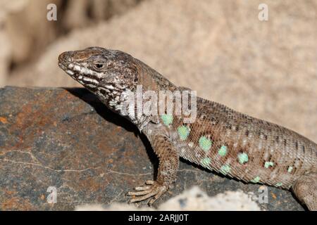 The Atlantic lizard (Gallotia atlantica) is a species of lizards in the ...