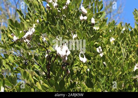 Close up of Texas mountain laurel or Dermatophyllum secundiflorum ...