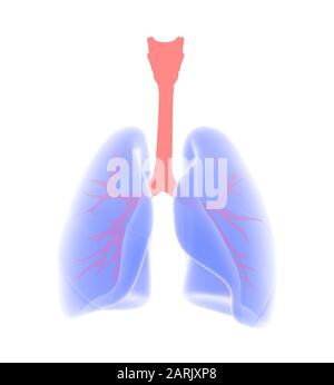3d illustration of semi-transparent lungs, bronchi and other internal ...