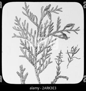 Thuja occidentalis drawing Stock Photo - Alamy