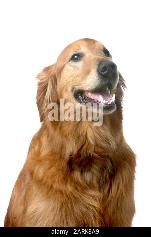 Adorable Portrait of Golden Retriever Dog Looking in Camera, Isolated ...