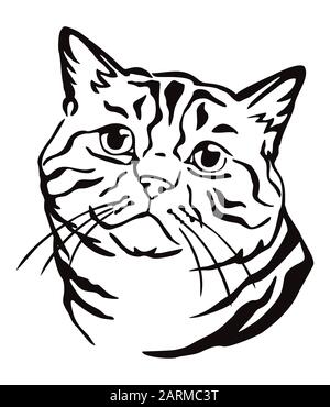 Decorative portrait of British Cat, contour vector illustration in ...