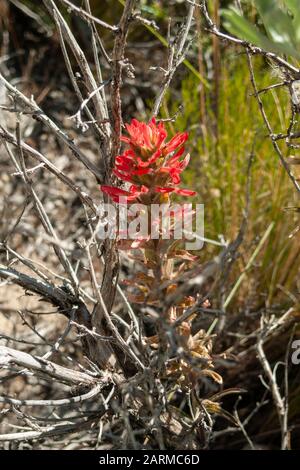 Castilleja, commonly known as Indian paintbrush or prairie-fire, is a ...