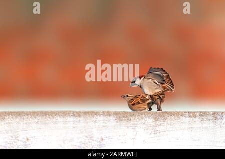 pair of house sparrow mating on the ground Stock Photo - Alamy