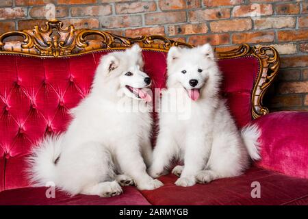 Samoyed dogs on the red luxury couch Stock Photo - Alamy