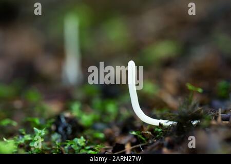White worm coral (Clavaria fragilis Stock Photo - Alamy