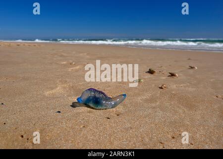 Bluebottle and plough shells on the beach at Sardinia Bay Marine ...
