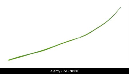 single green leaf of Chives isolated on white background. single green ...
