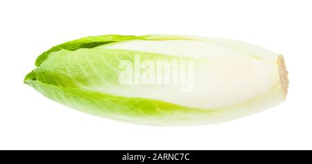 single fresh Belgian endive (white Common chicory) isolated on white ...