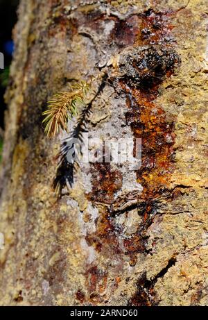 resin on the bark of spruce. forest Stock Photo - Alamy