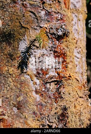 texture of bright orange pine bark on the trunk of a living tree Stock ...